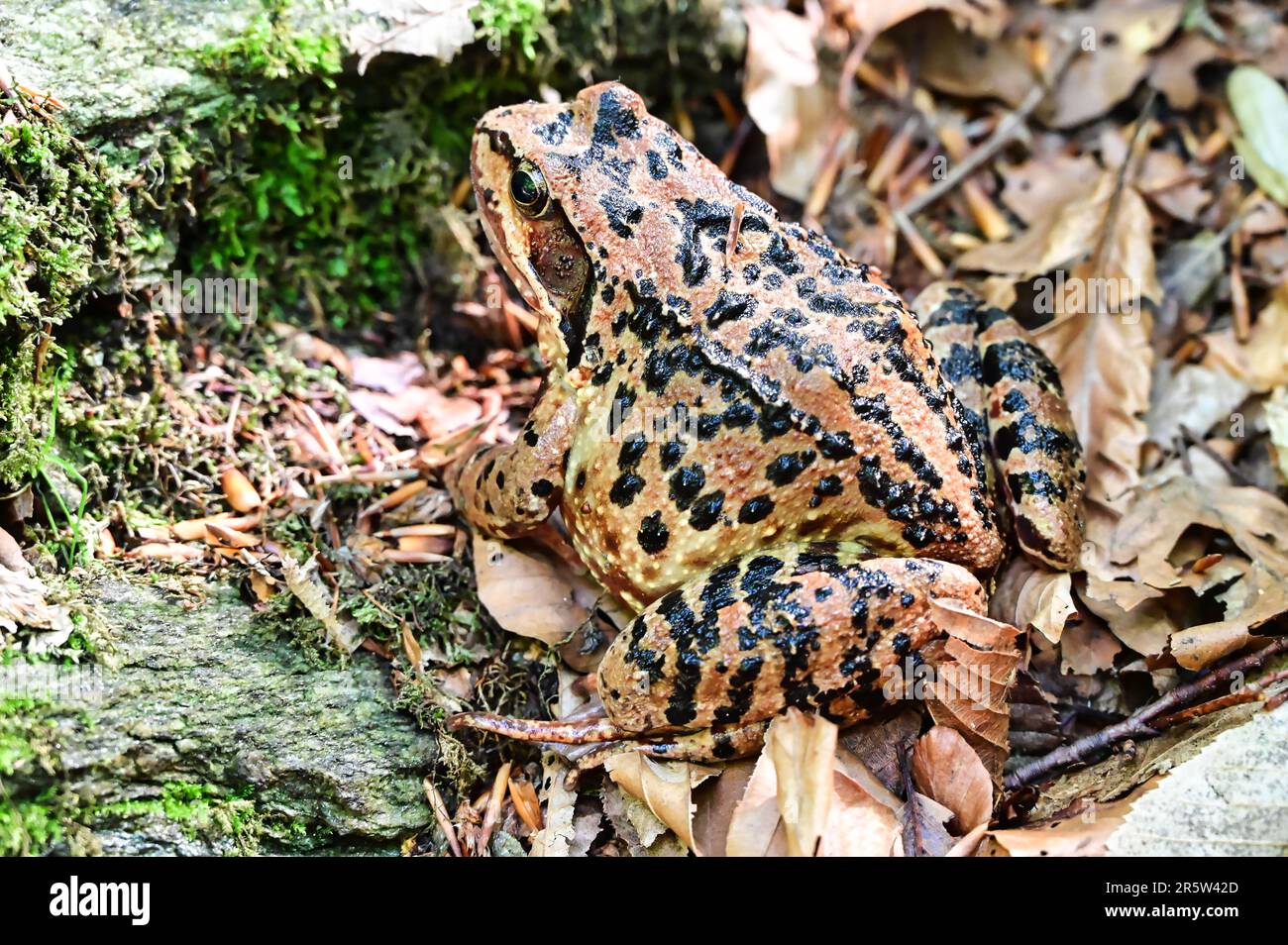 frog in the forest Stock Photo - Alamy