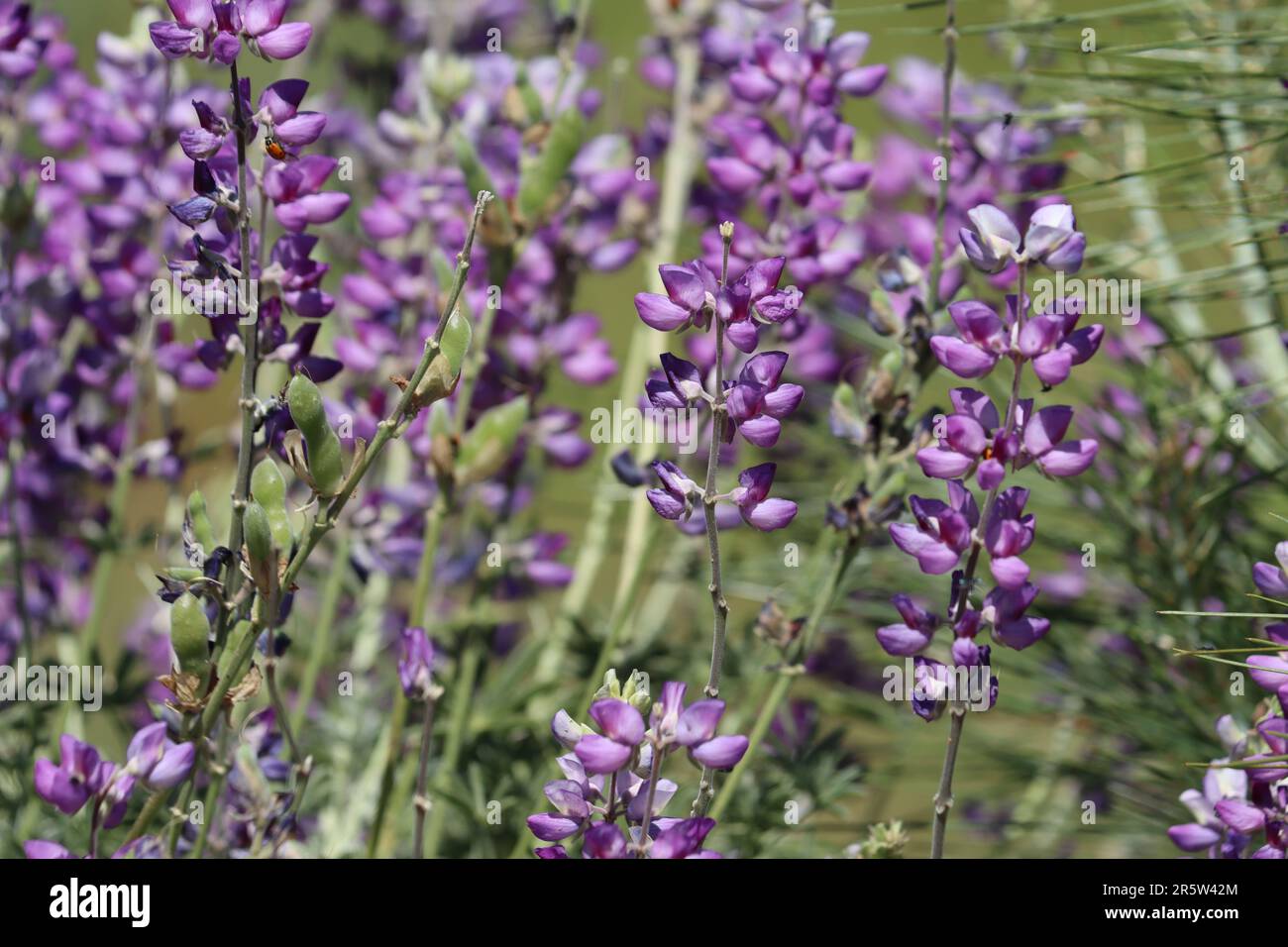 Silver Bush Lupine, Lupinus Albifrons Variety Albifrons, showing spring ...