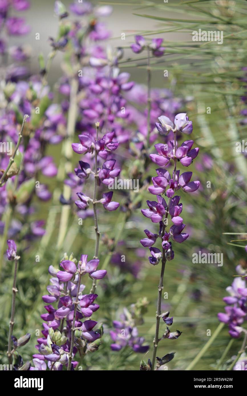Silver Bush Lupine, Lupinus Albifrons Variety Albifrons, showing spring ...