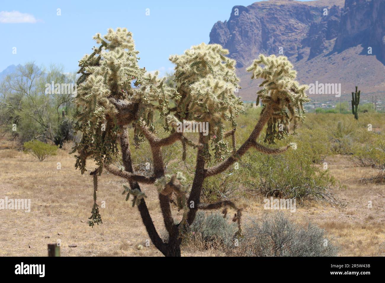 An Arizona Cholla Cactus standing tall, adorned with its formidable ...