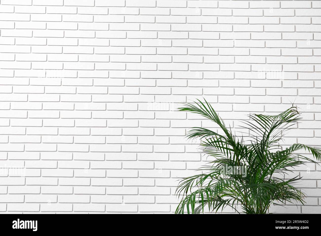 Big palm tree near white brick wall Stock Photo - Alamy