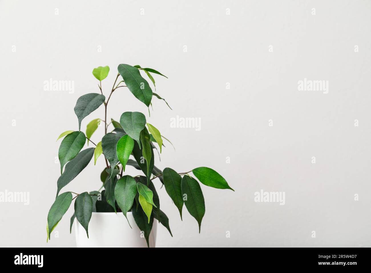 Ficus benjamina leaves closeup hi-res stock photography and images - Alamy