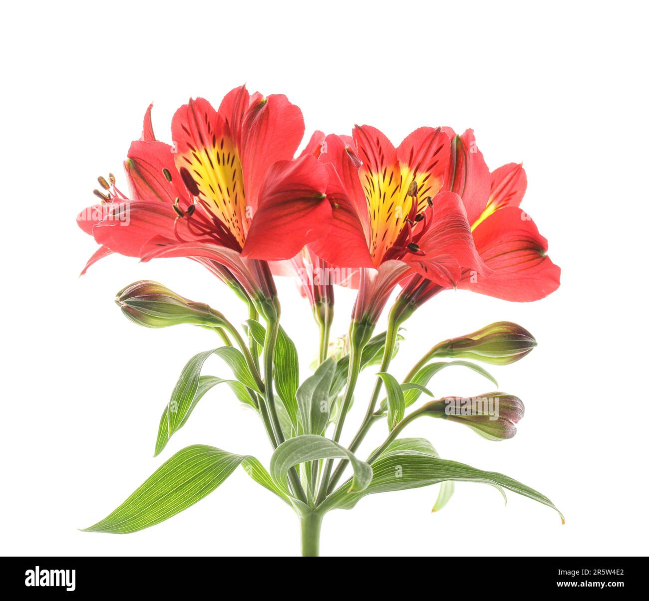 Red alstroemeria flowers on white background Stock Photo - Alamy