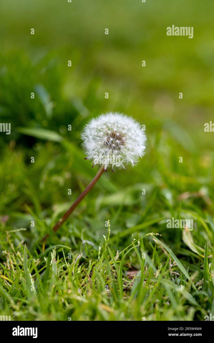 A single dandelion blooms in the sunlit grass, standing in stark ...