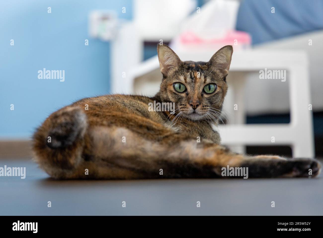 A domestic cat lies on the floor, sprawled out in front of a bed with a ...