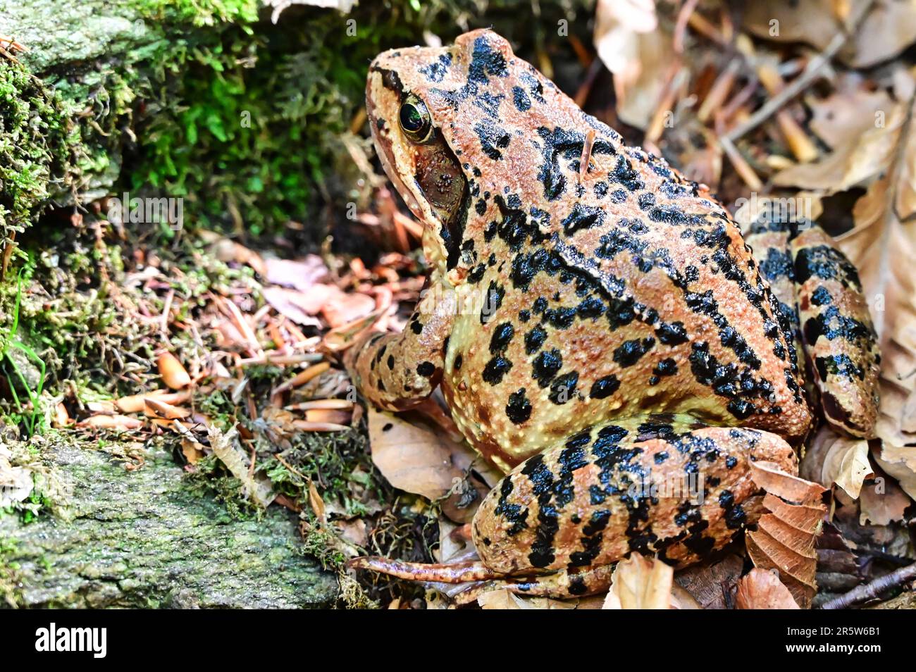 frog in the forest Stock Photo - Alamy
