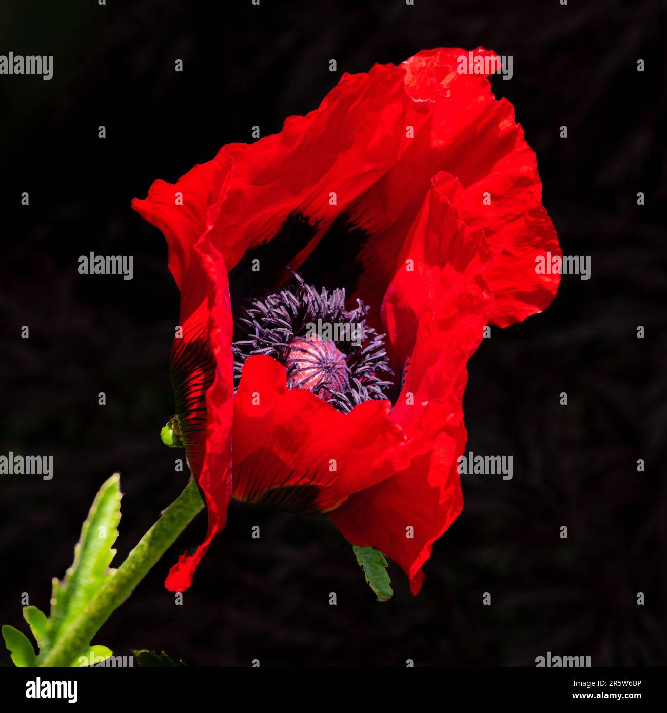 Poppy sun hi-res stock photography and images - Alamy