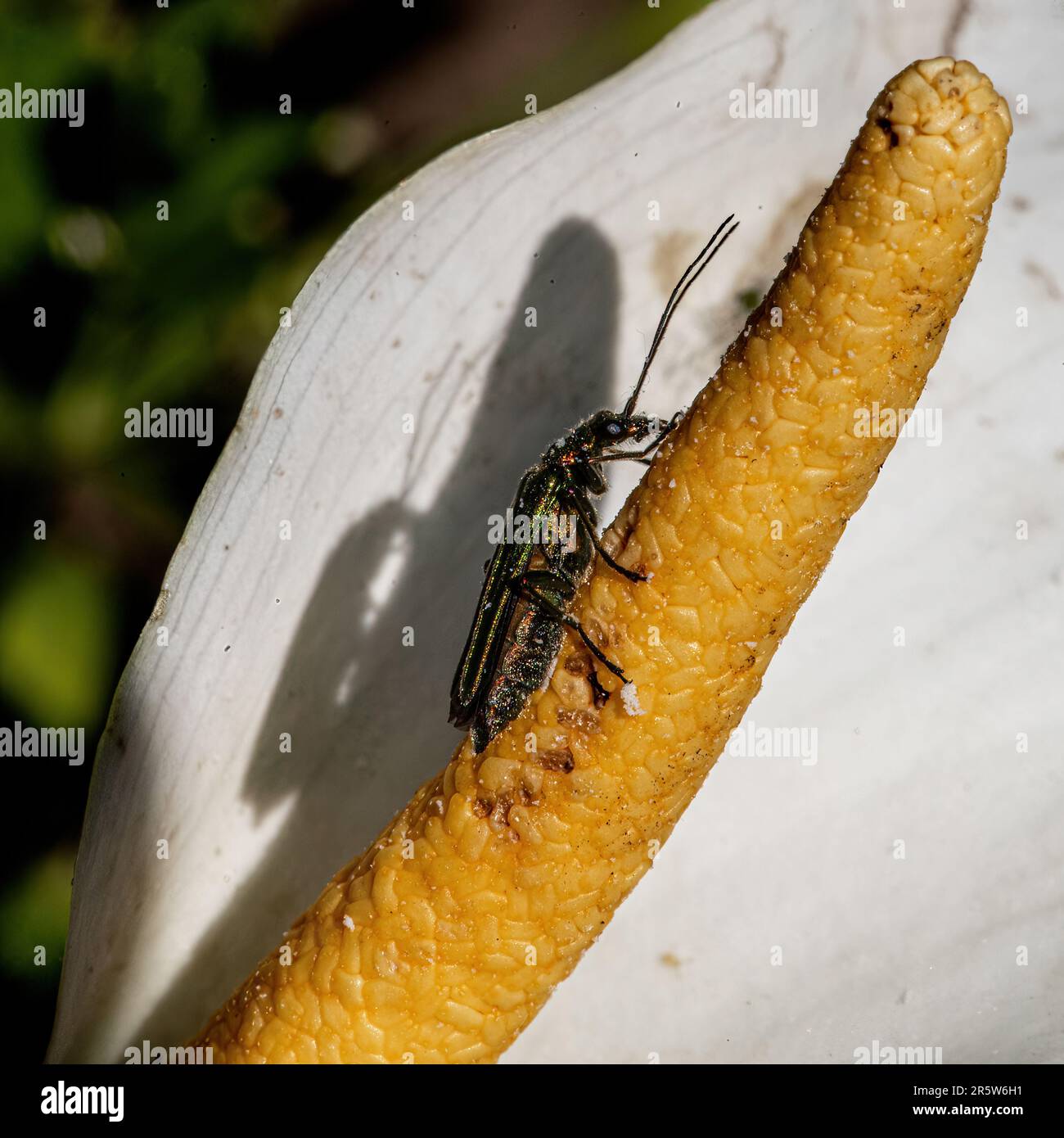 Insect and its matching shadow Stock Photo - Alamy