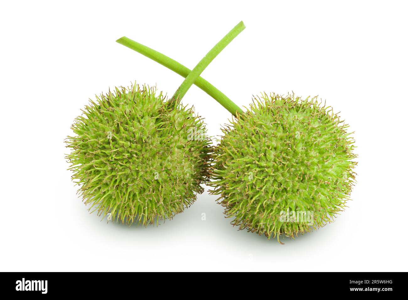 fruit of sycamore plane tree isolated on white bacground with full ...