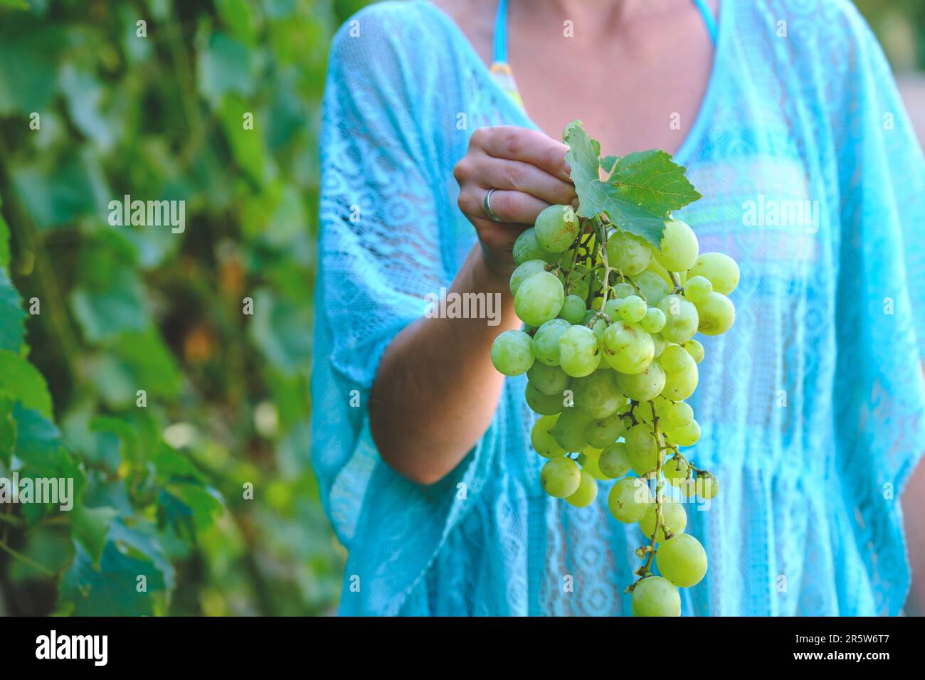 Closeup woman hand harvesting hi-res stock photography and images - Alamy