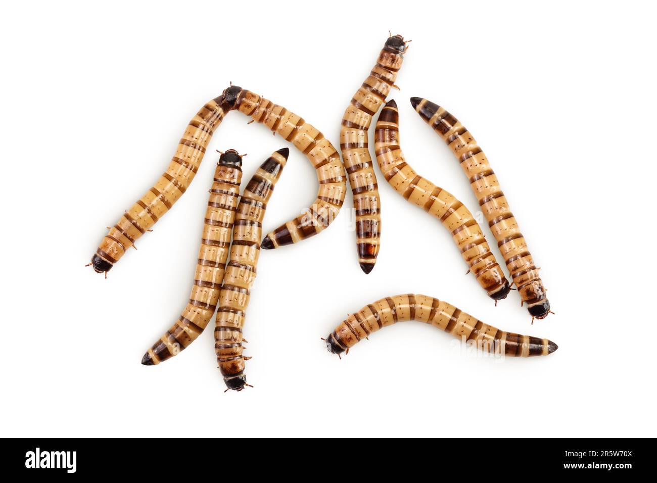 Worms larvae zophobas isolated on white background. Food for exotic ...
