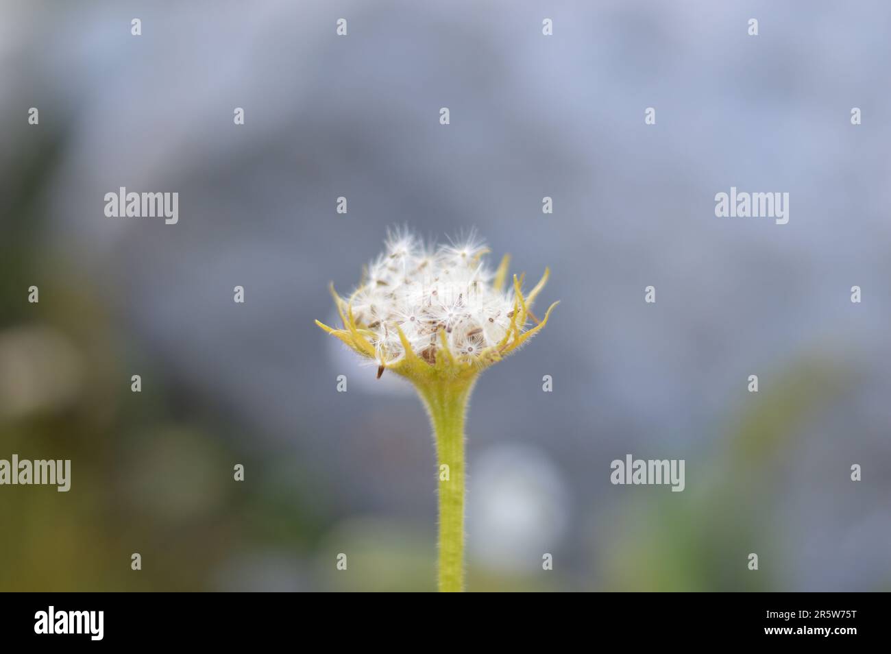 Stalk flower hairs green plant hi-res stock photography and images - Alamy