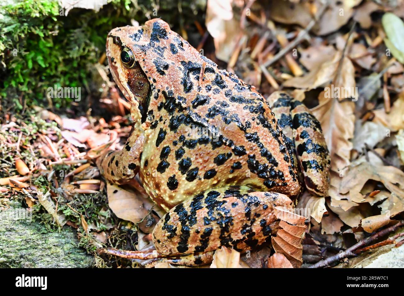 frog in the forest Stock Photo - Alamy