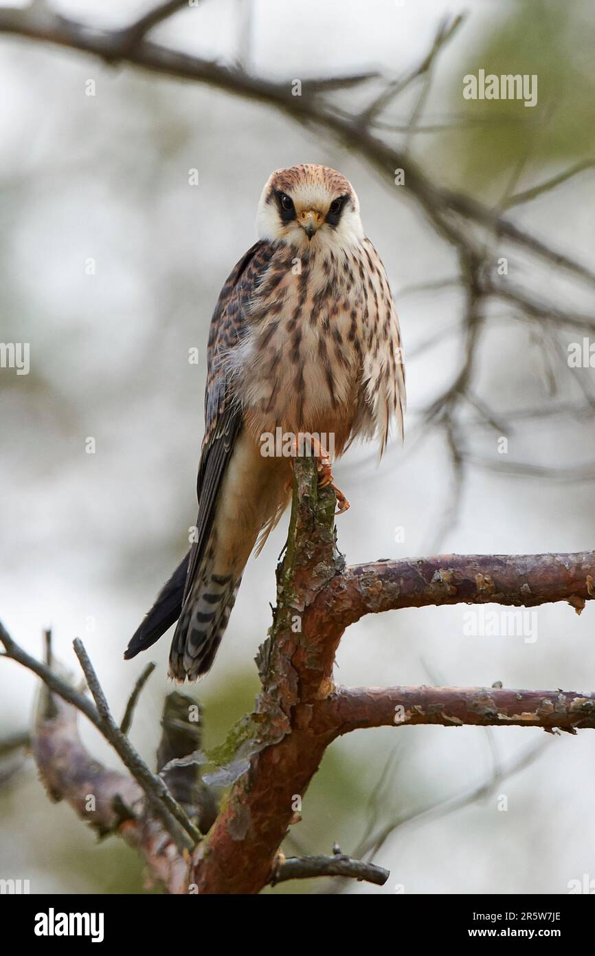 Red footed falcon in its natural habitat in Denmark Stock Photo - Alamy