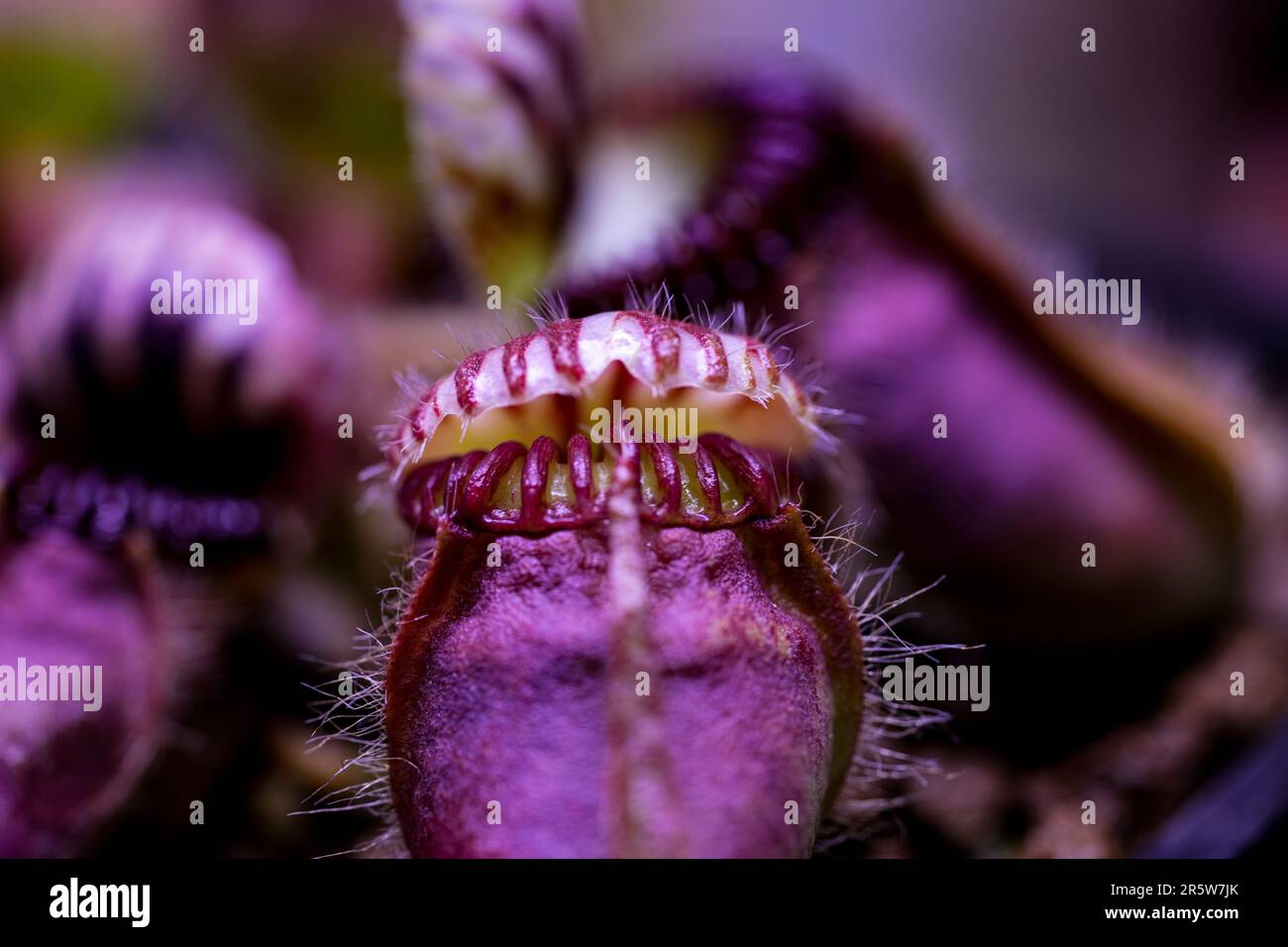 Cephalotus hi-res stock photography and images - Alamy