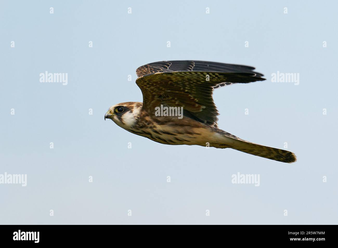 Red-footed falcon in its natural enviroment in Denmark Stock Photo - Alamy