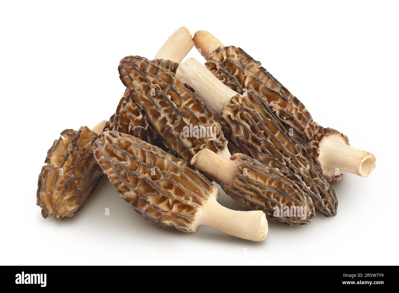 raw morel mushroom isolated on white background with full depth of ...