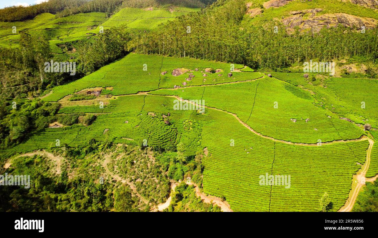An aerial view of greenery field surrounded by dense trees Stock Photo ...