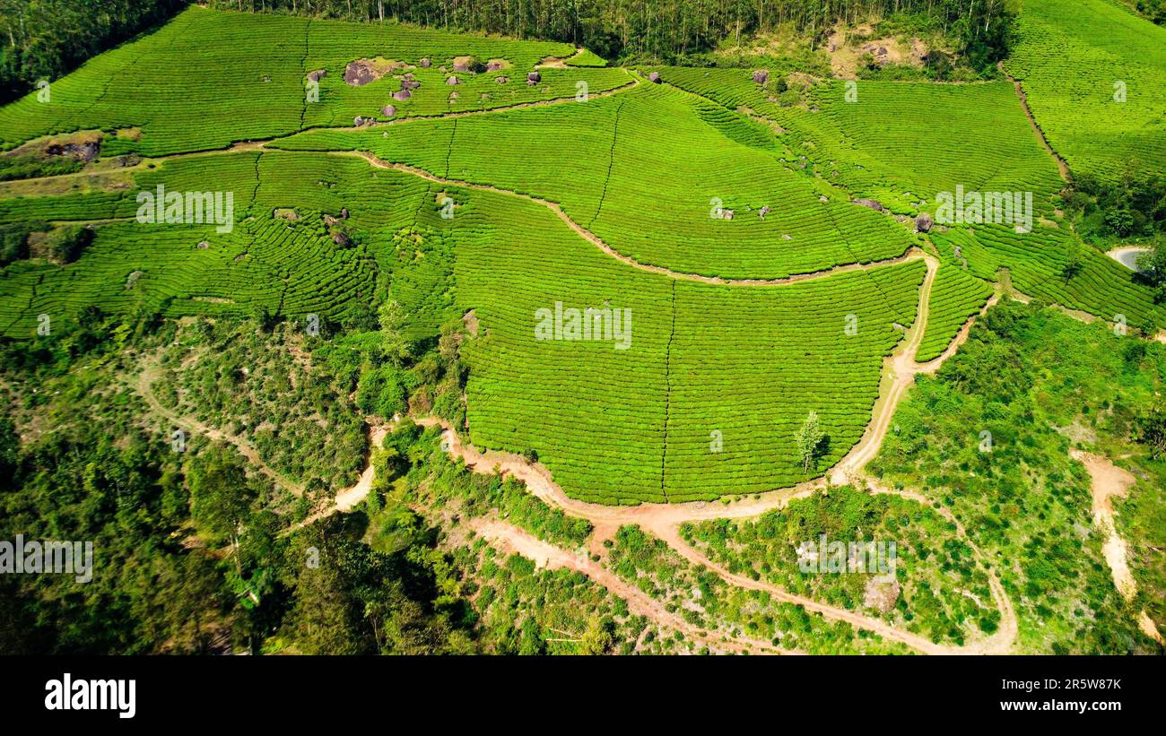 An aerial view of greenery field surrounded by dense trees Stock Photo ...