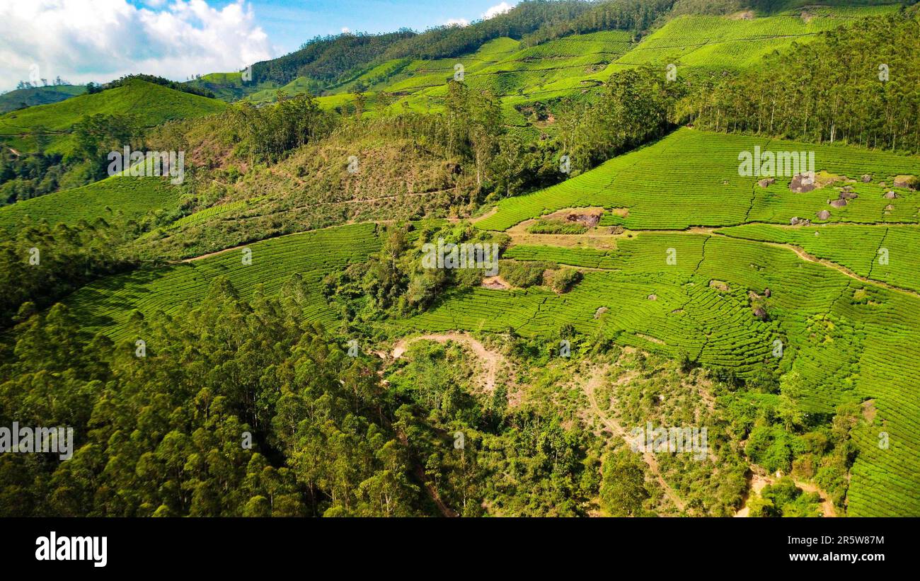 An aerial view of greenery field surrounded by dense trees Stock Photo ...