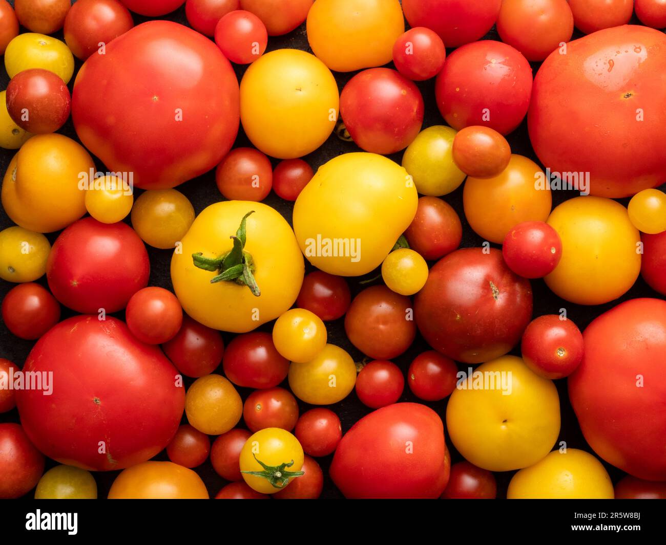 Collection of red, orange and yellow tomato cultivars Stock Photo - Alamy