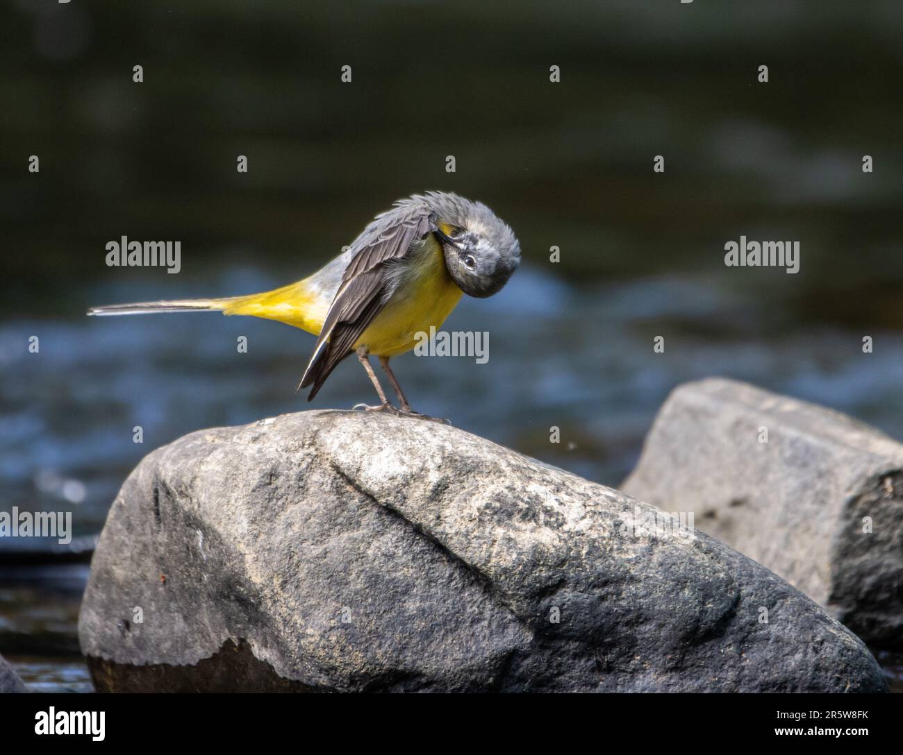 Scenic river with grey wagtail hi-res stock photography and images - Alamy