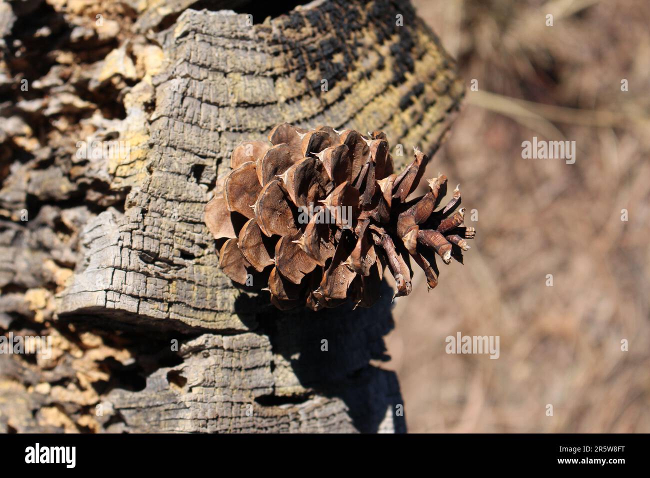 Beautry in nature hi-res stock photography and images - Alamy