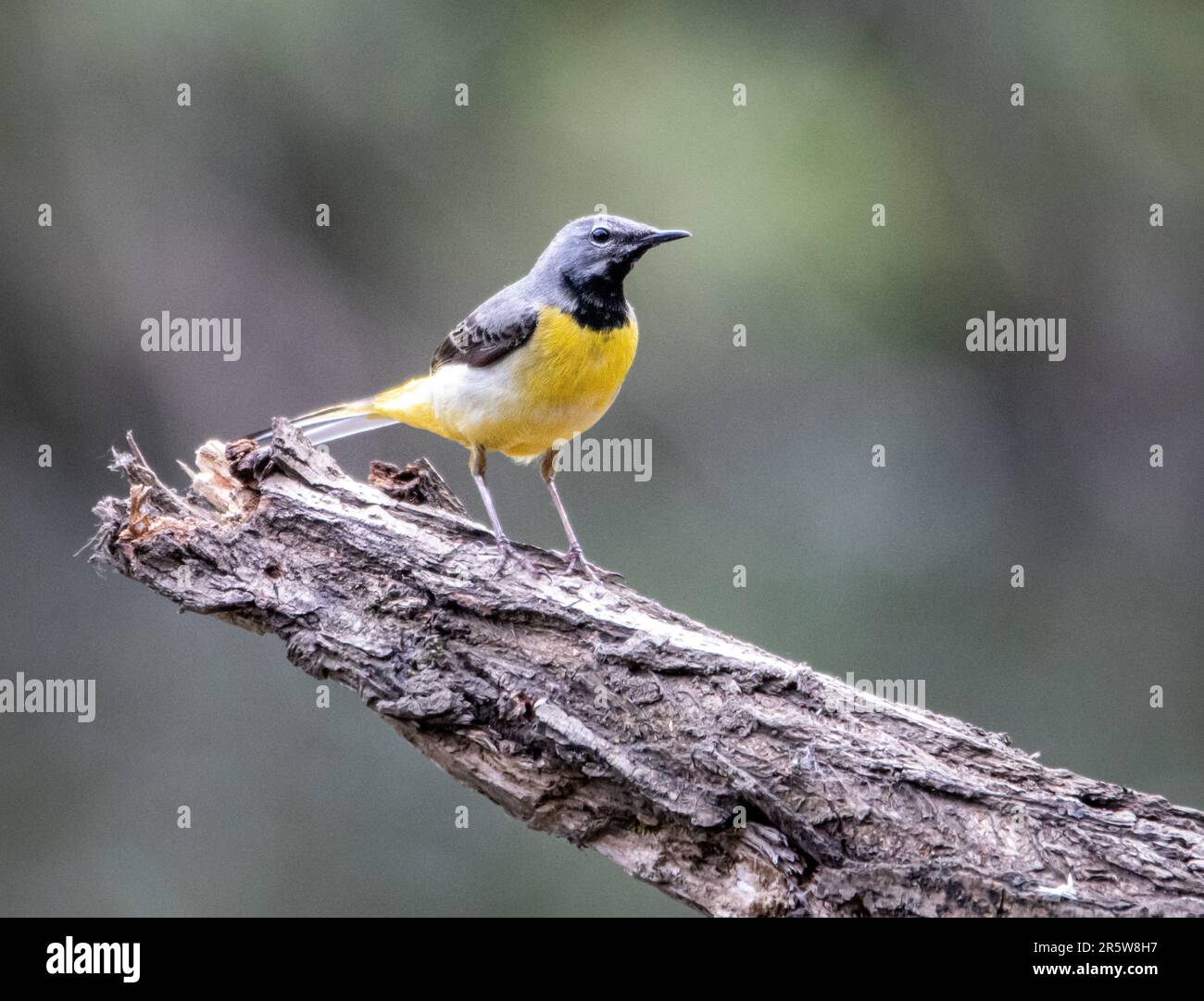 A small Grey wagtail bird perched atop a tree branch Stock Photo - Alamy