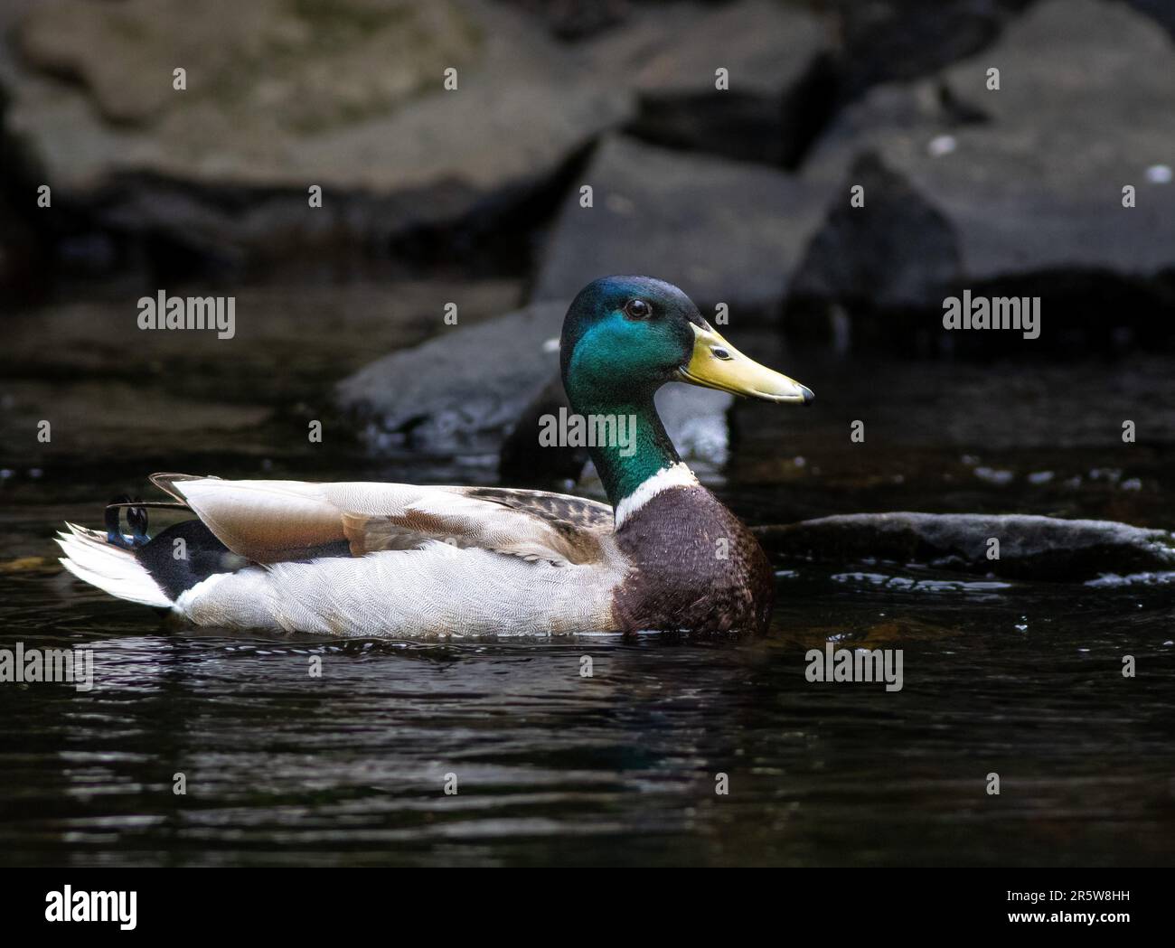 A male mallard duck swimming in a river, surrounded by large rocks and ...