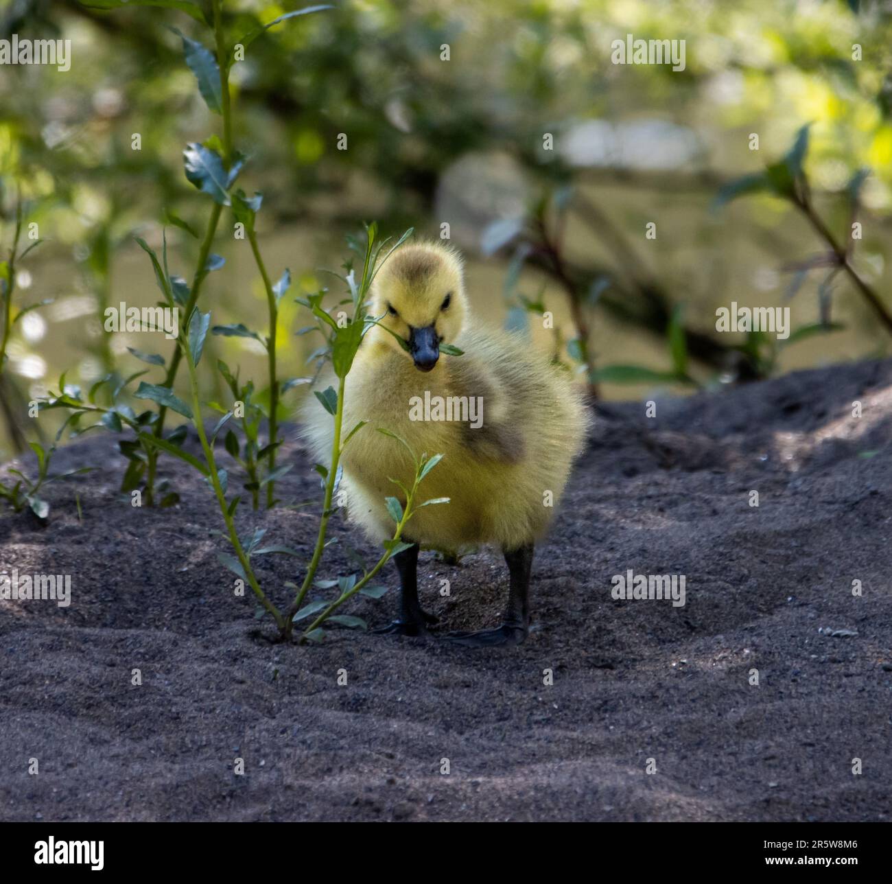 A Canadian goose gosling stands in the sand, foraging for food Stock ...