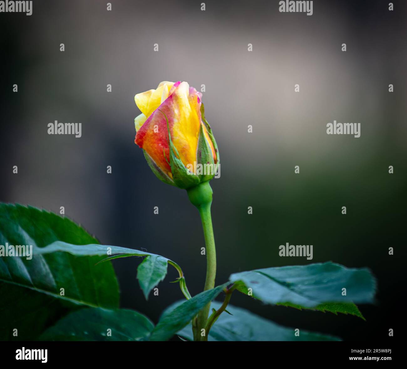Partially open bud hi-res stock photography and images - Alamy