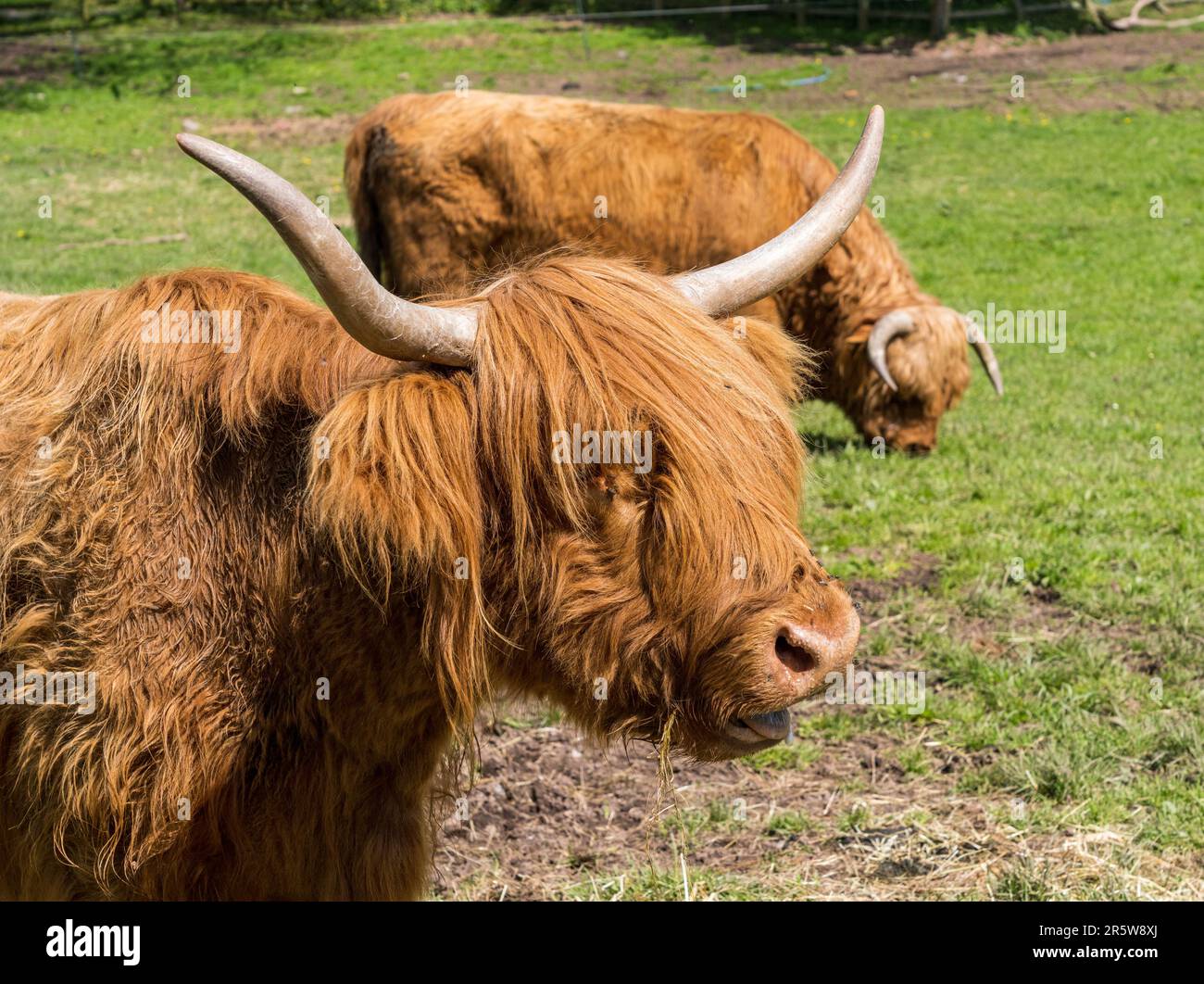 Highland cattle bull chewing grass in field in England Stock Photo - Alamy