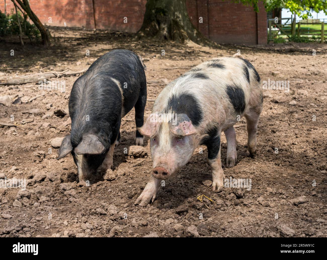 English saddleback pigs hi-res stock photography and images - Alamy