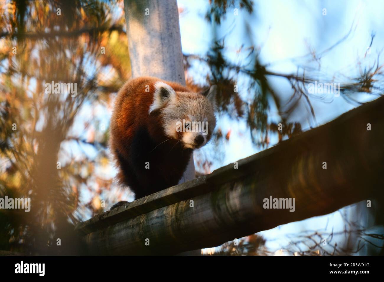 A red panda in its enclosure at a zoo, curiously surveying its ...