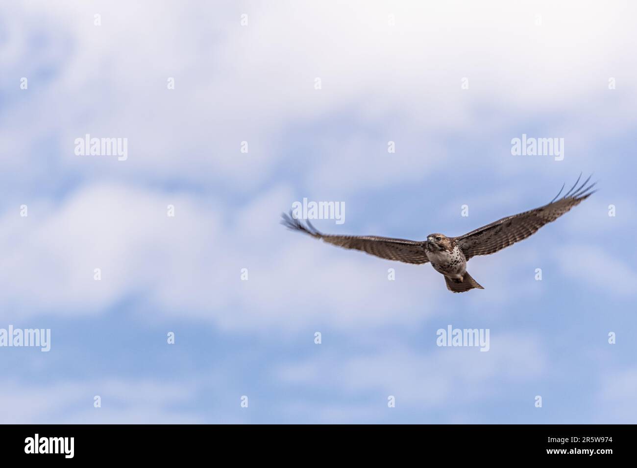 A red-tailed hawk soaring through the sky on a cloudy day Stock Photo ...