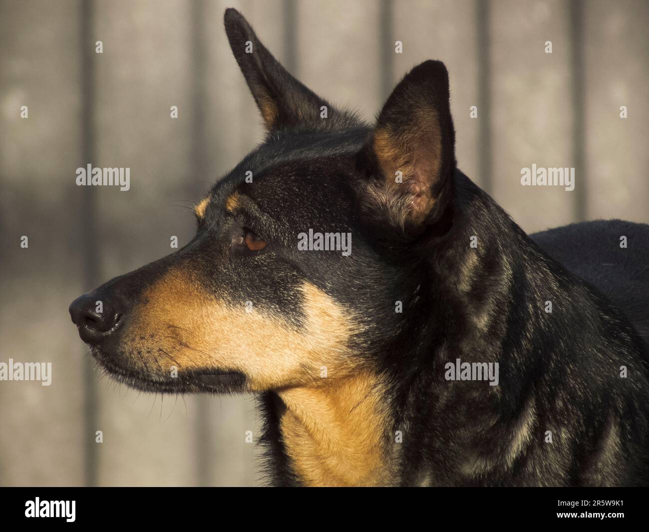 Wistful expression hi-res stock photography and images - Alamy