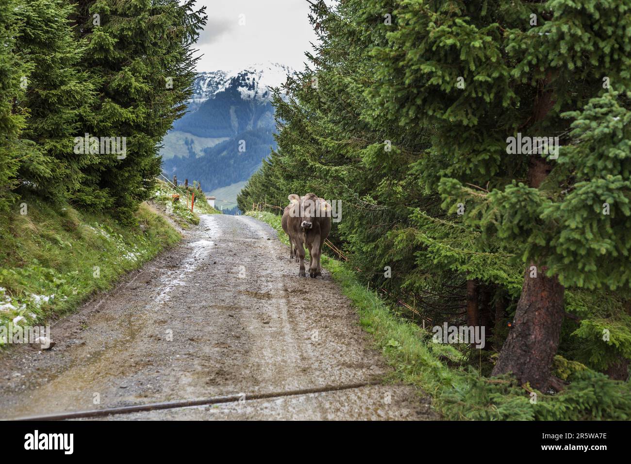 A cow traverses a path of mud amidst a backdrop of lush trees and ...