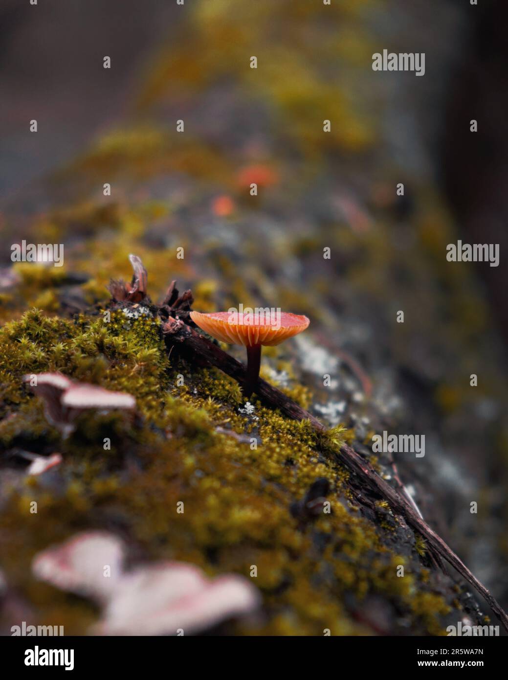 A small mushroom stands atop a moss-covered tree branch surrounded by ...