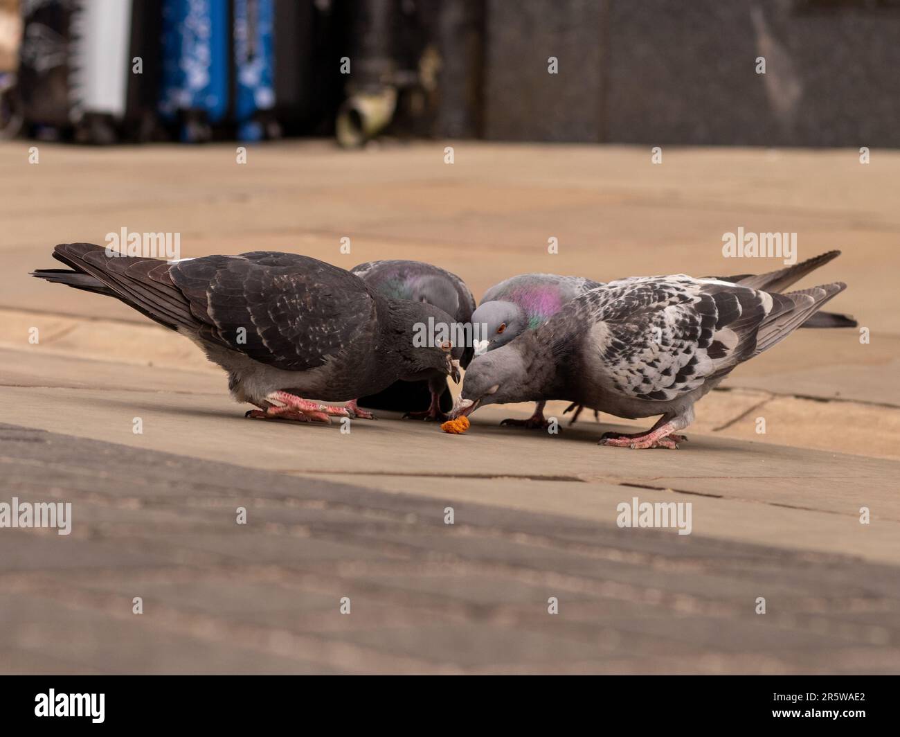 Two pigeons feeding on the ground in a city street Stock Photo - Alamy