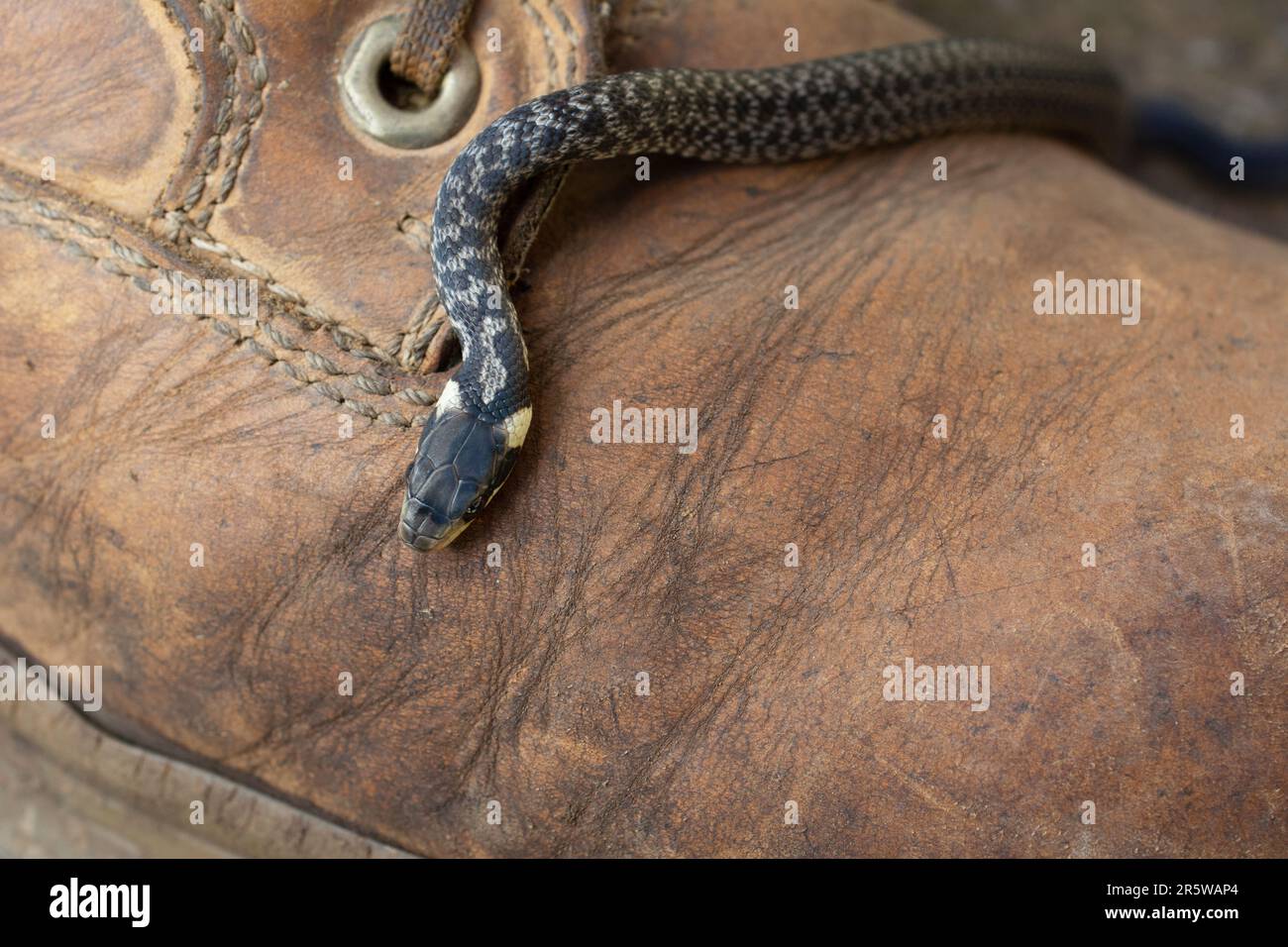 Thin snake hi-res stock photography and images - Alamy