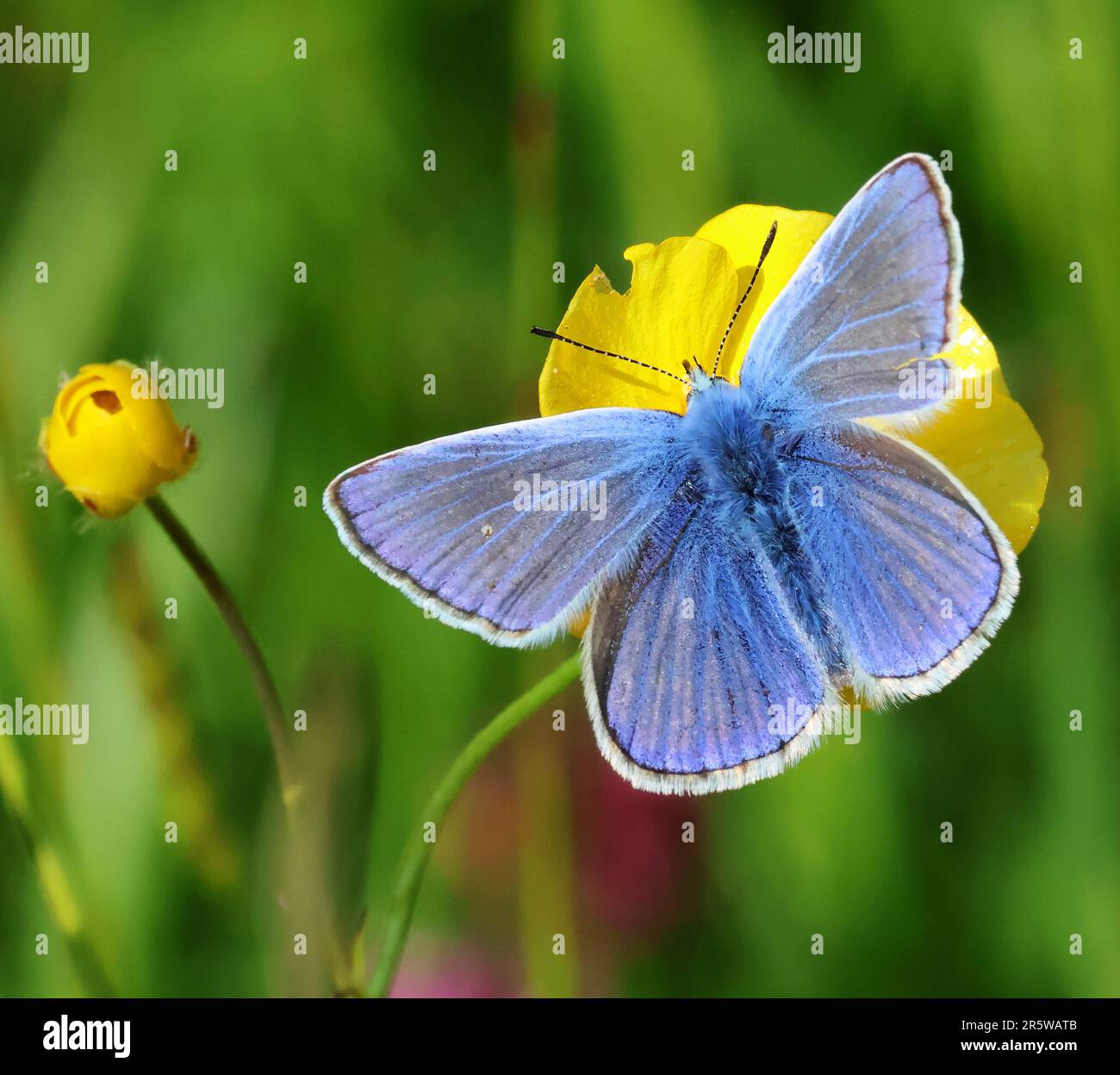 Common Blue Butterfly (Polyommatus icarus) on a Buttercup flower in the ...