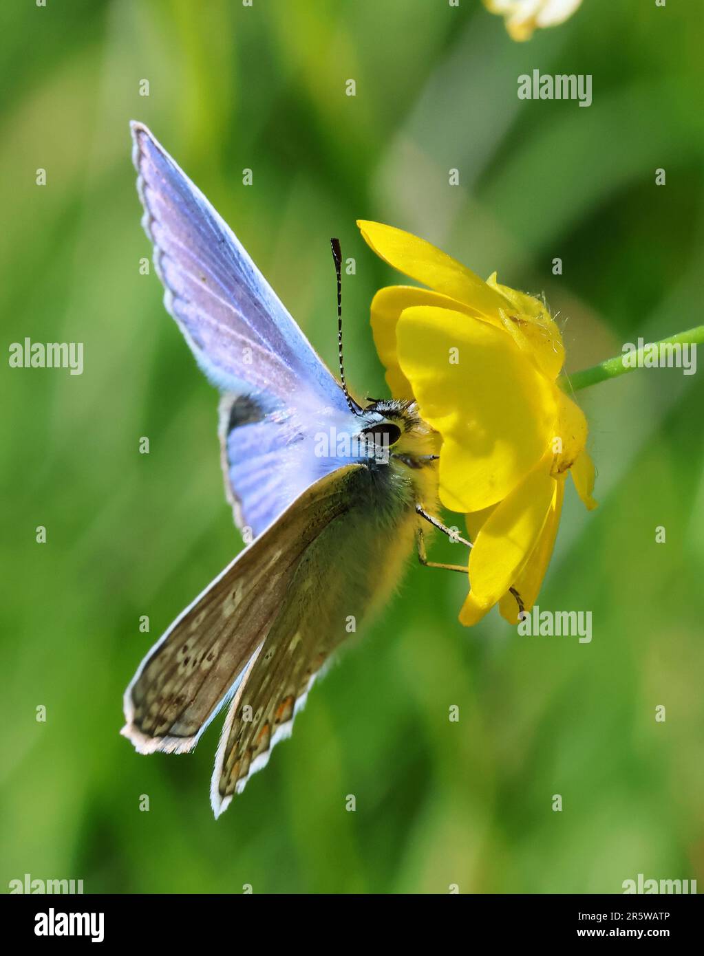 Common Blue Butterfly (Polyommatus icarus) on a Buttercup flower in the ...