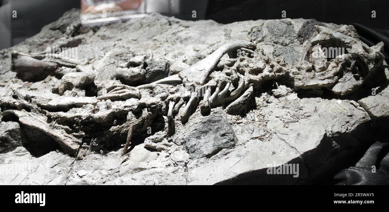 Avimimus portentosus small bird-like dinosaur Lived in Mongolia,Late ...