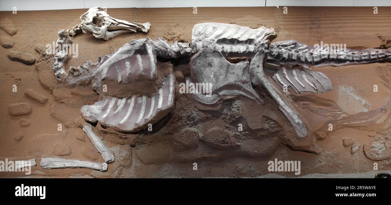 Avimimus portentosus small bird-like dinosaur Lived in Mongolia,Late ...