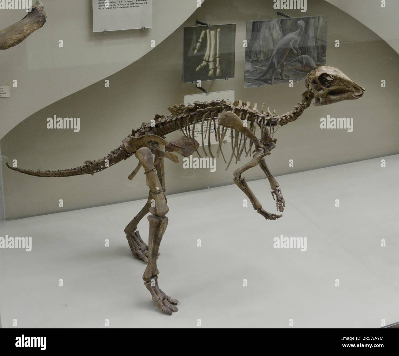 Avimimus portentosus small bird-like dinosaur Lived in Mongolia,Late ...
