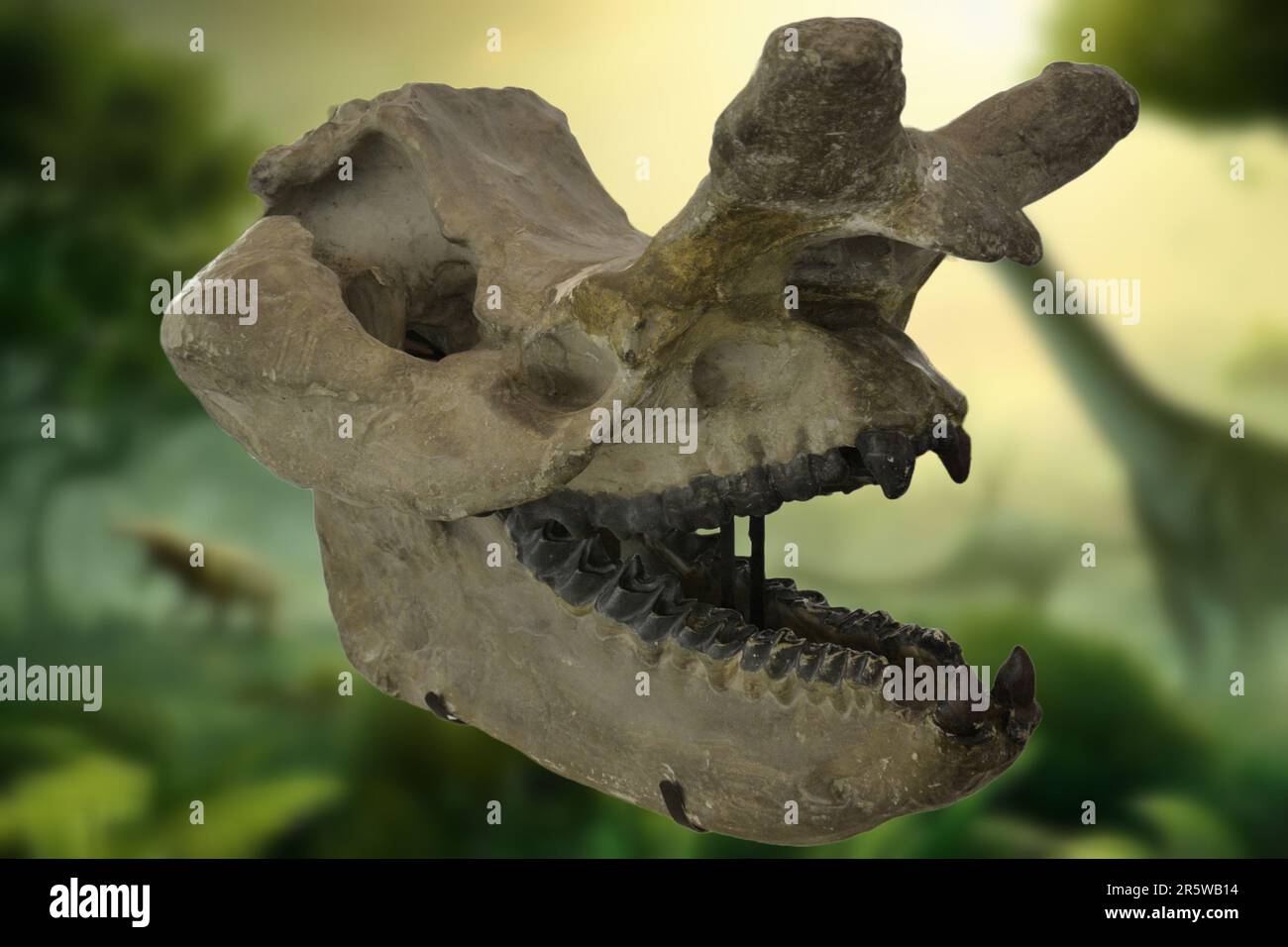 Megacerops Skull