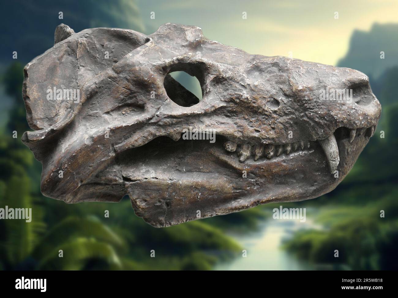 Cynognathus was a mammal-like reptile that lived in the Triassic period ...