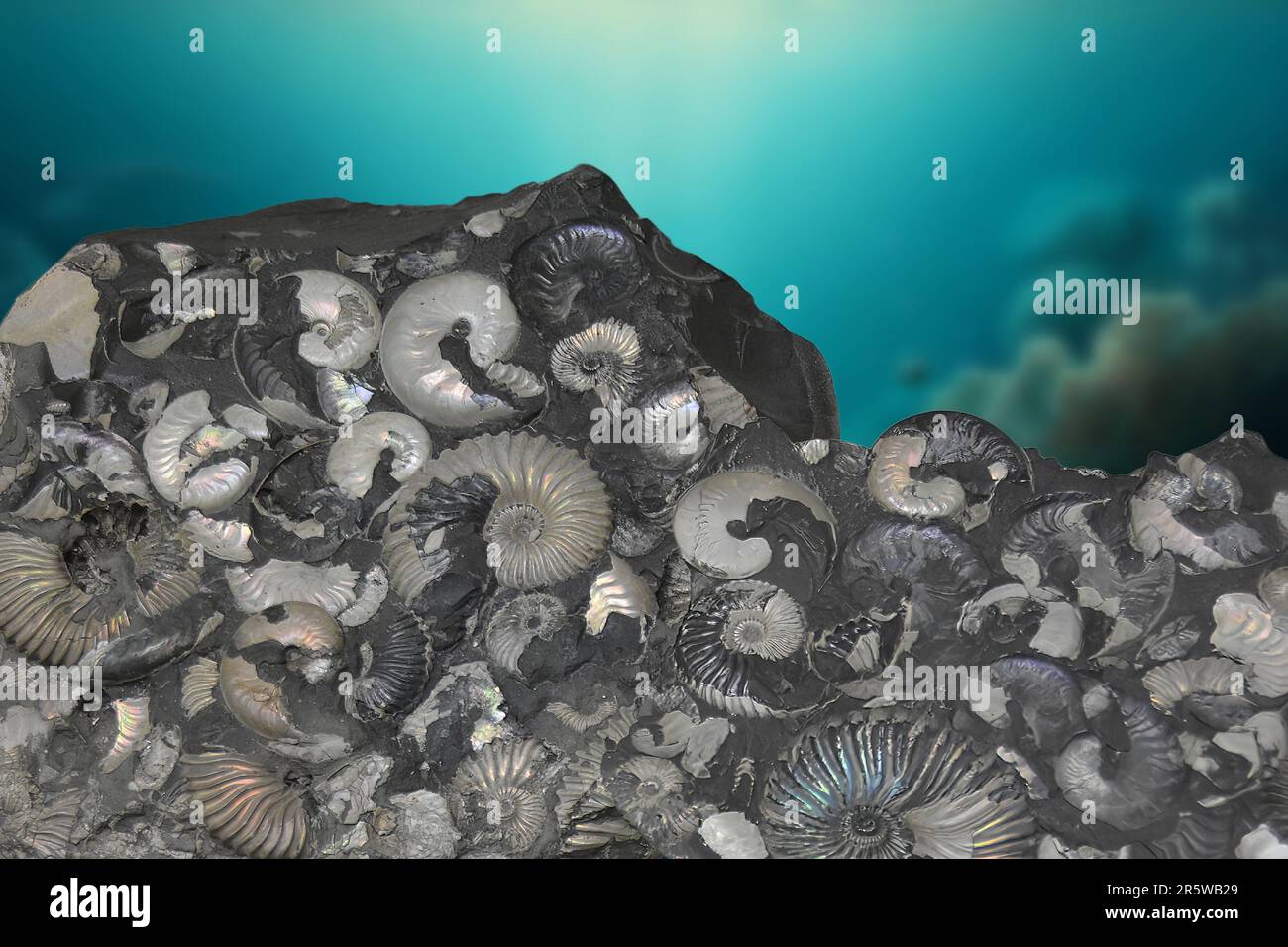 Prehistoric fish fossils dating back to the Cretaceous period Stock ...