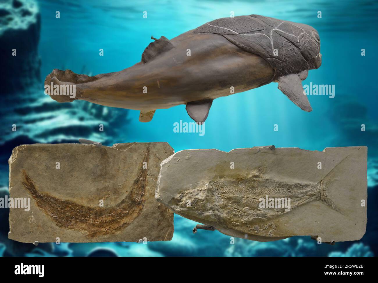 Prehistoric fish fossils dating back to the Cretaceous period Stock ...