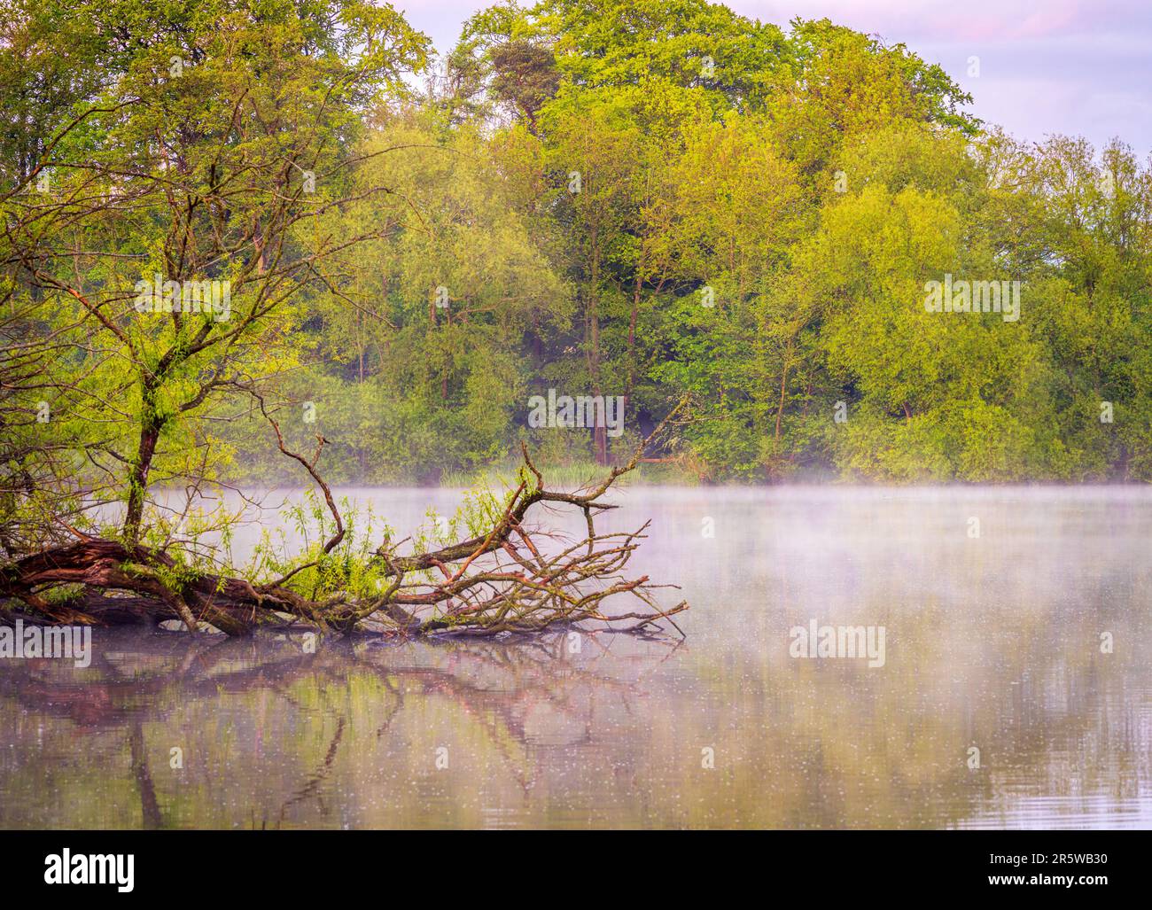 Fallen tree in Ellesmere Mere at dusk as mist develops on the lake ...